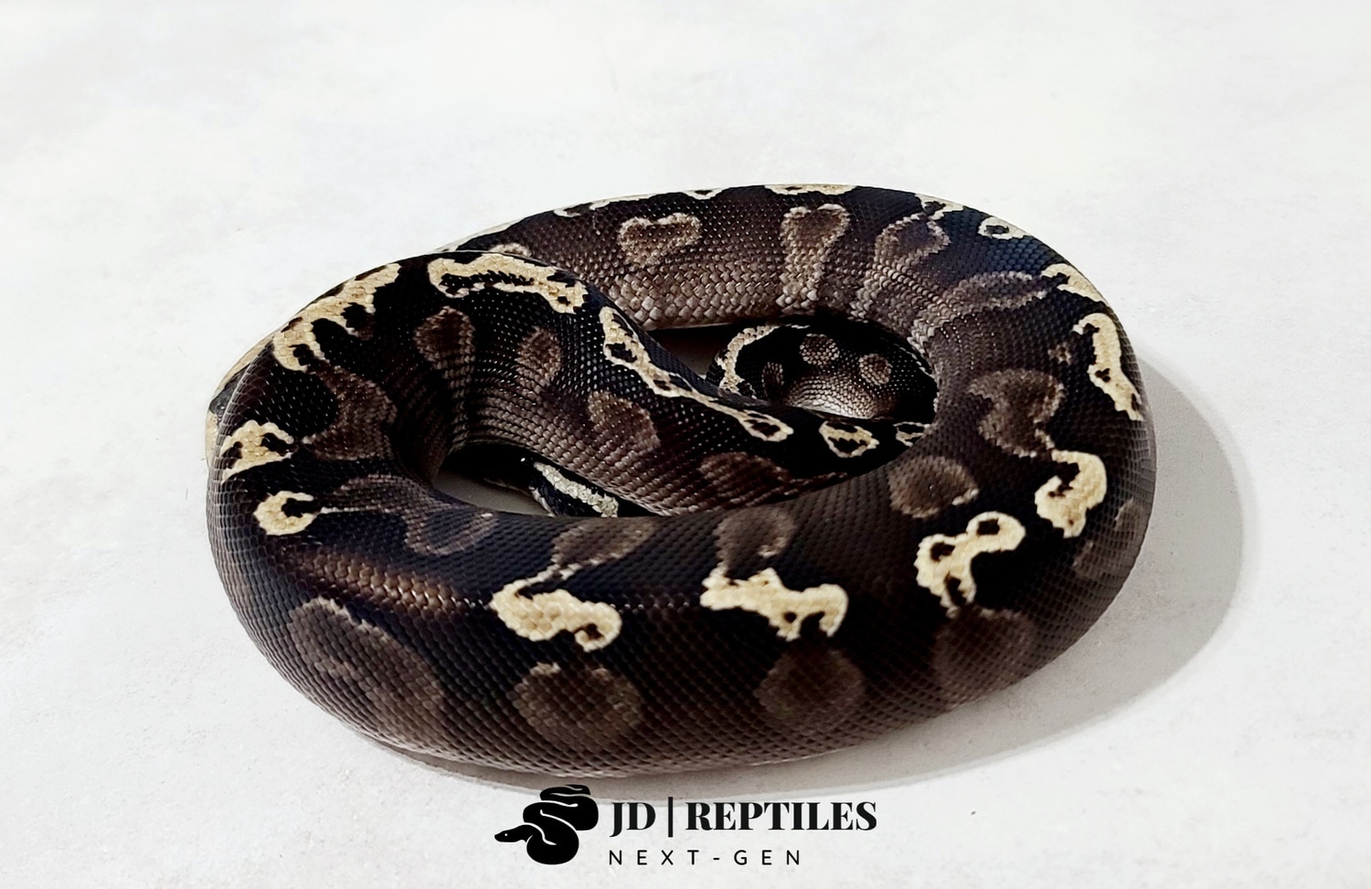 GHI Cinnamon Ball Python by JD | Reptiles Next-Gen - MorphMarket
