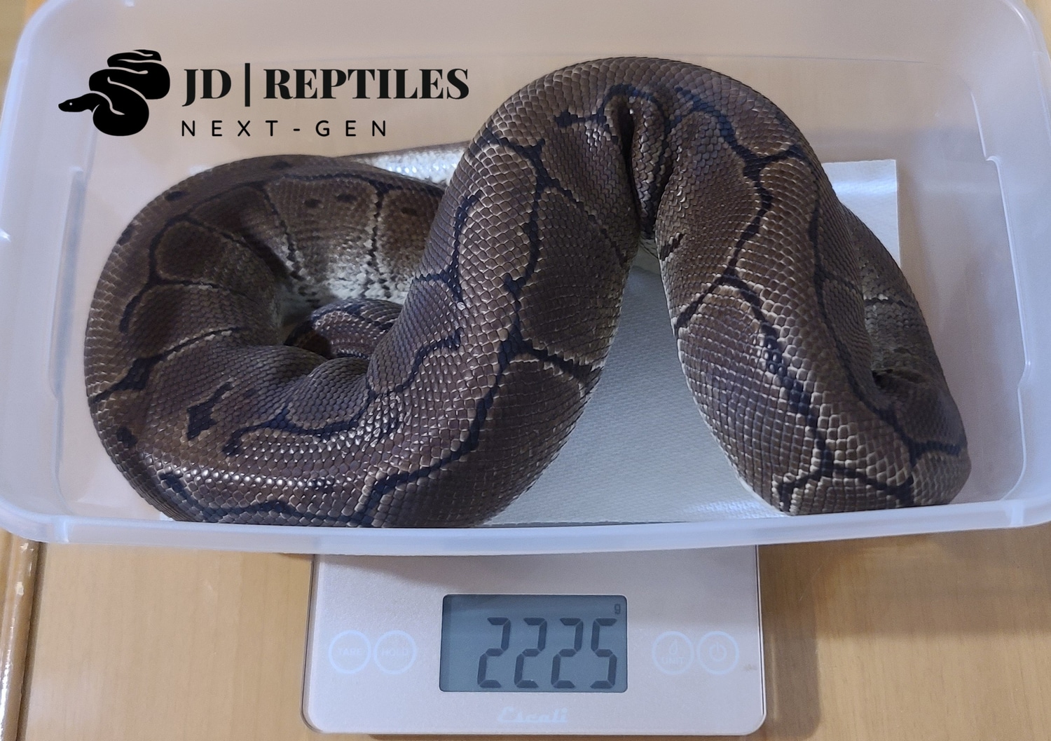 Pinstripe Ball Python by JD | Reptiles Next-Gen - MorphMarket