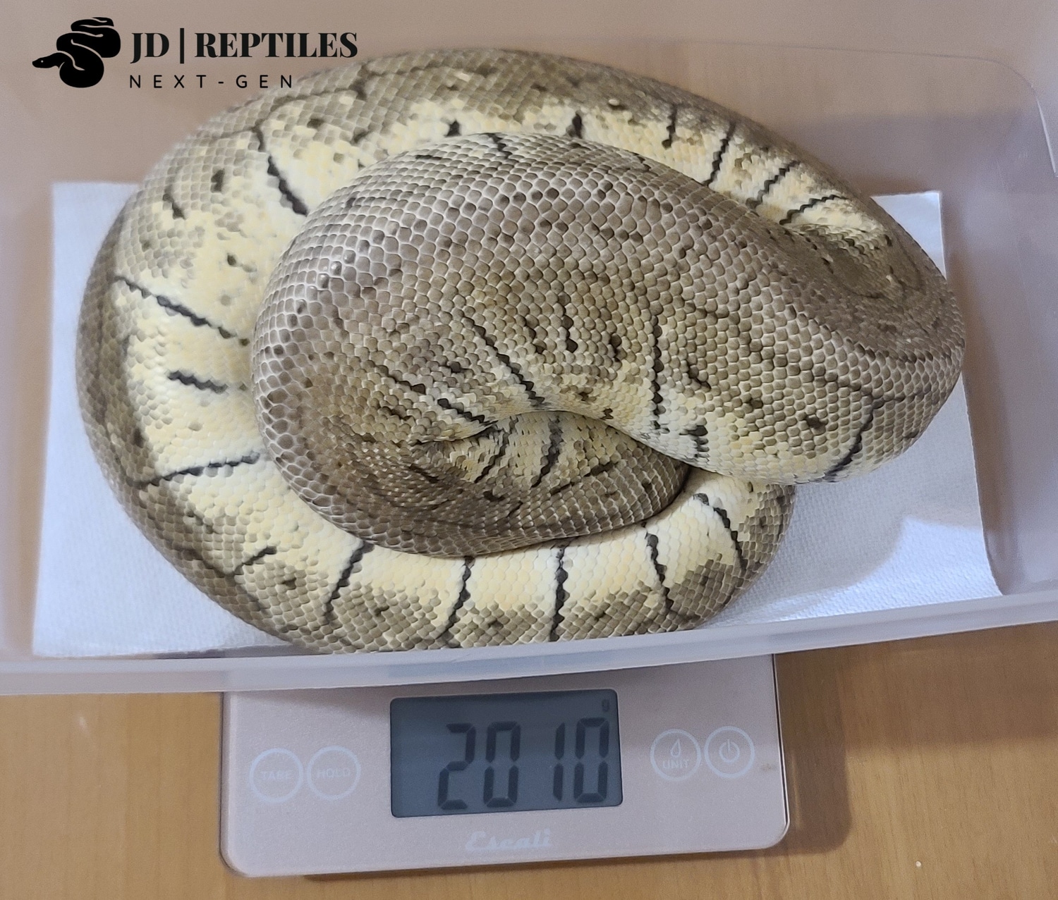 Super Pastel Pinstripe Ball Python by JD | Reptiles Next-Gen - MorphMarket