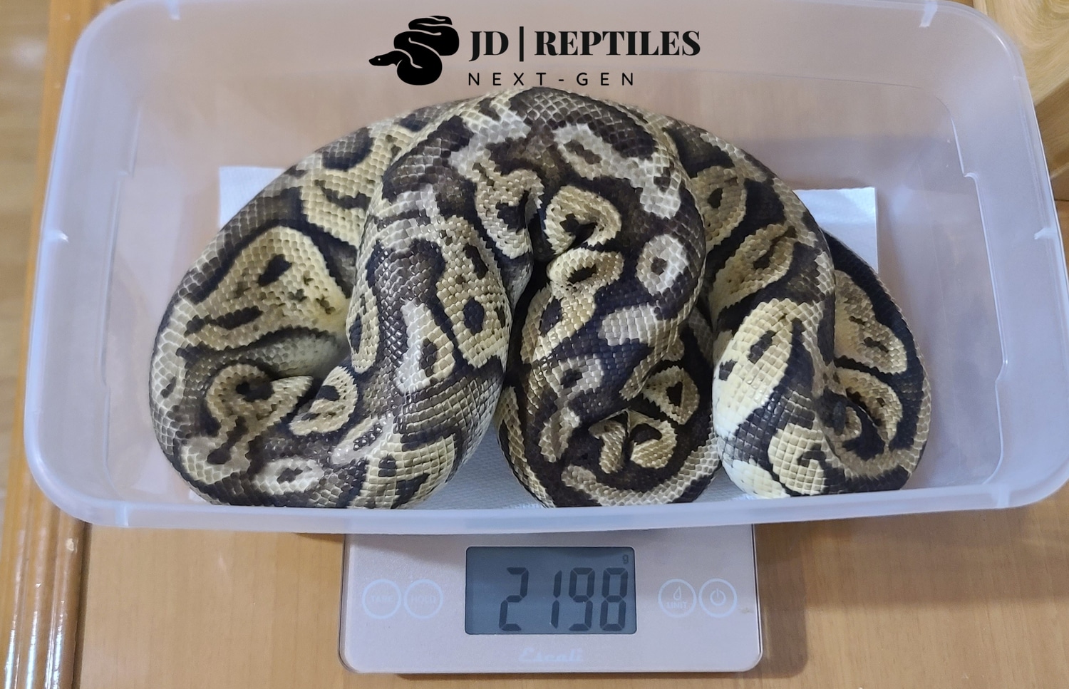 Super Pastel Ball Python by JD | Reptiles Next-Gen - MorphMarket