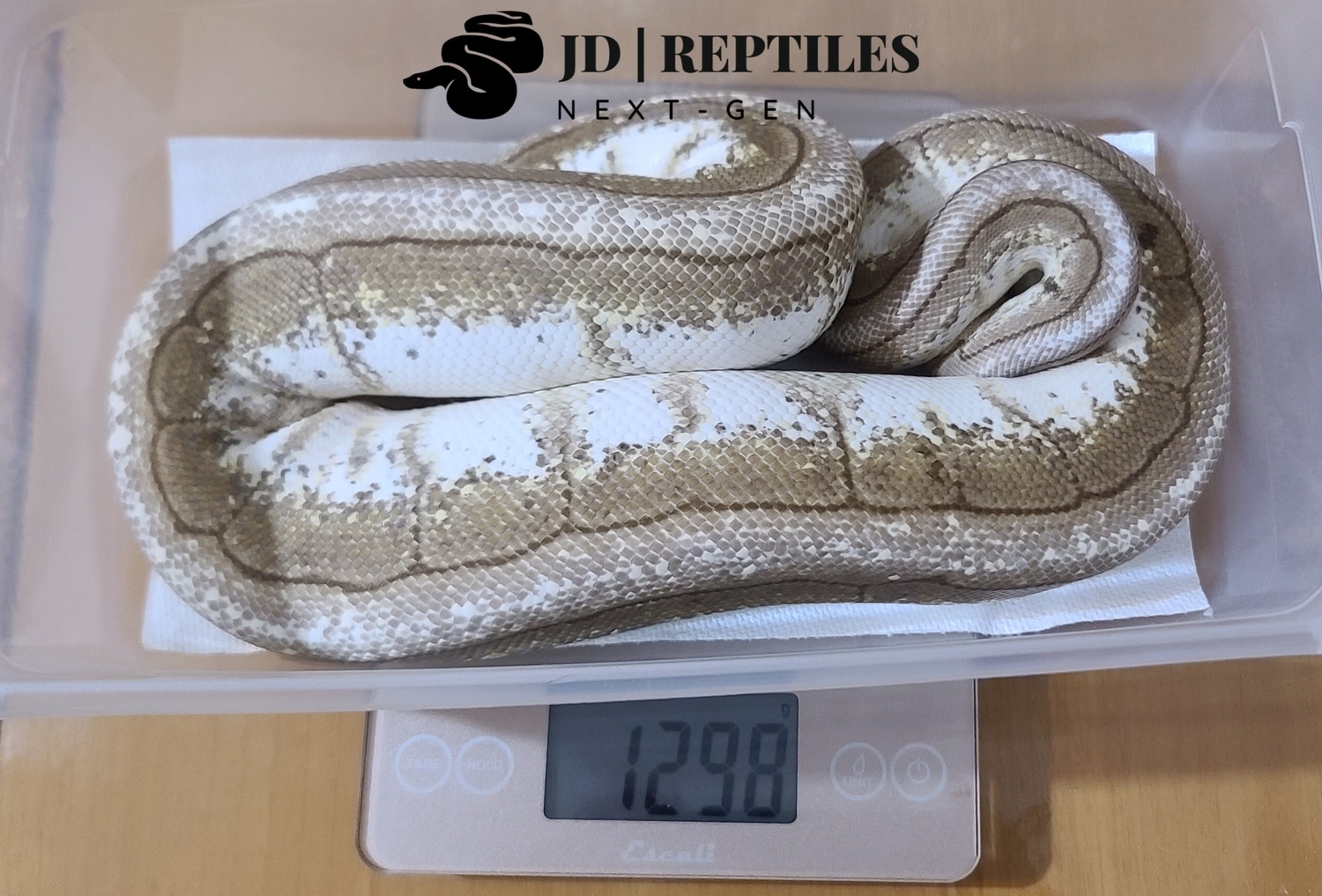 Lesser Pinstripe Spider Ball Python by JD | Reptiles Next-Gen - MorphMarket