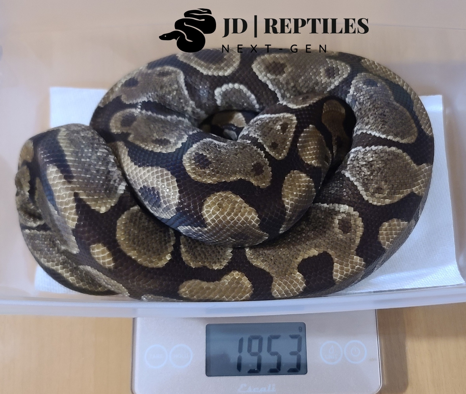 Enchi Ball Python by JD | Reptiles Next-Gen - MorphMarket