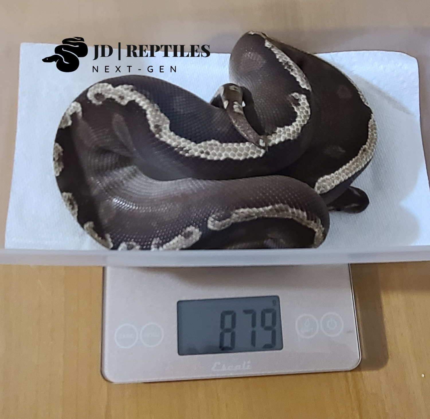 GHI Mojave Chocolate Ball Python by JD | Reptiles Next-Gen - MorphMarket
