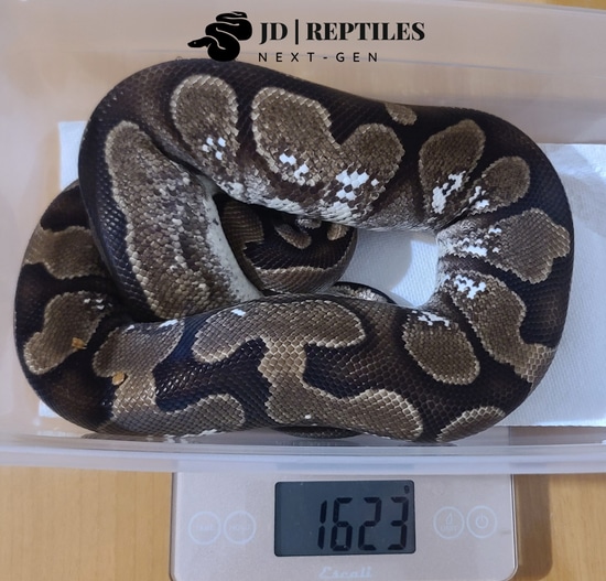 Calico Ball Python by JD | Reptiles Next-Gen