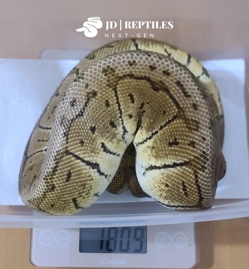 Pastel Pinstripe Ball Python by JD | Reptiles Next-Gen