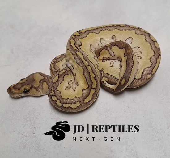 Lesser Clown Ball Python by JD | Reptiles Next-Gen