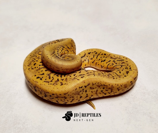 Pastel Pinstripe Confusion Ball Python by JD | Reptiles Next-Gen
