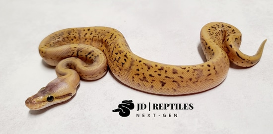 Pastel Pinstripe Confusion Ball Python by JD | Reptiles Next-Gen