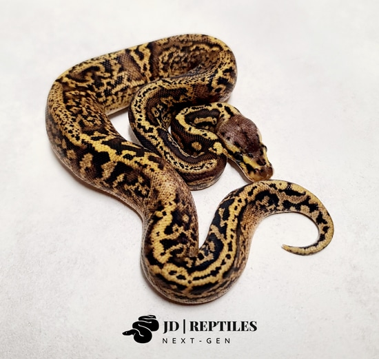 Pastel Yellowbelly Calico Confusion Mojave Ball Python by JD | Reptiles ...