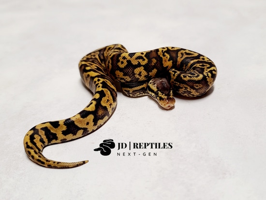 Pastel Yellowbelly Calico Confusion Ball Python by JD | Reptiles Next-Gen