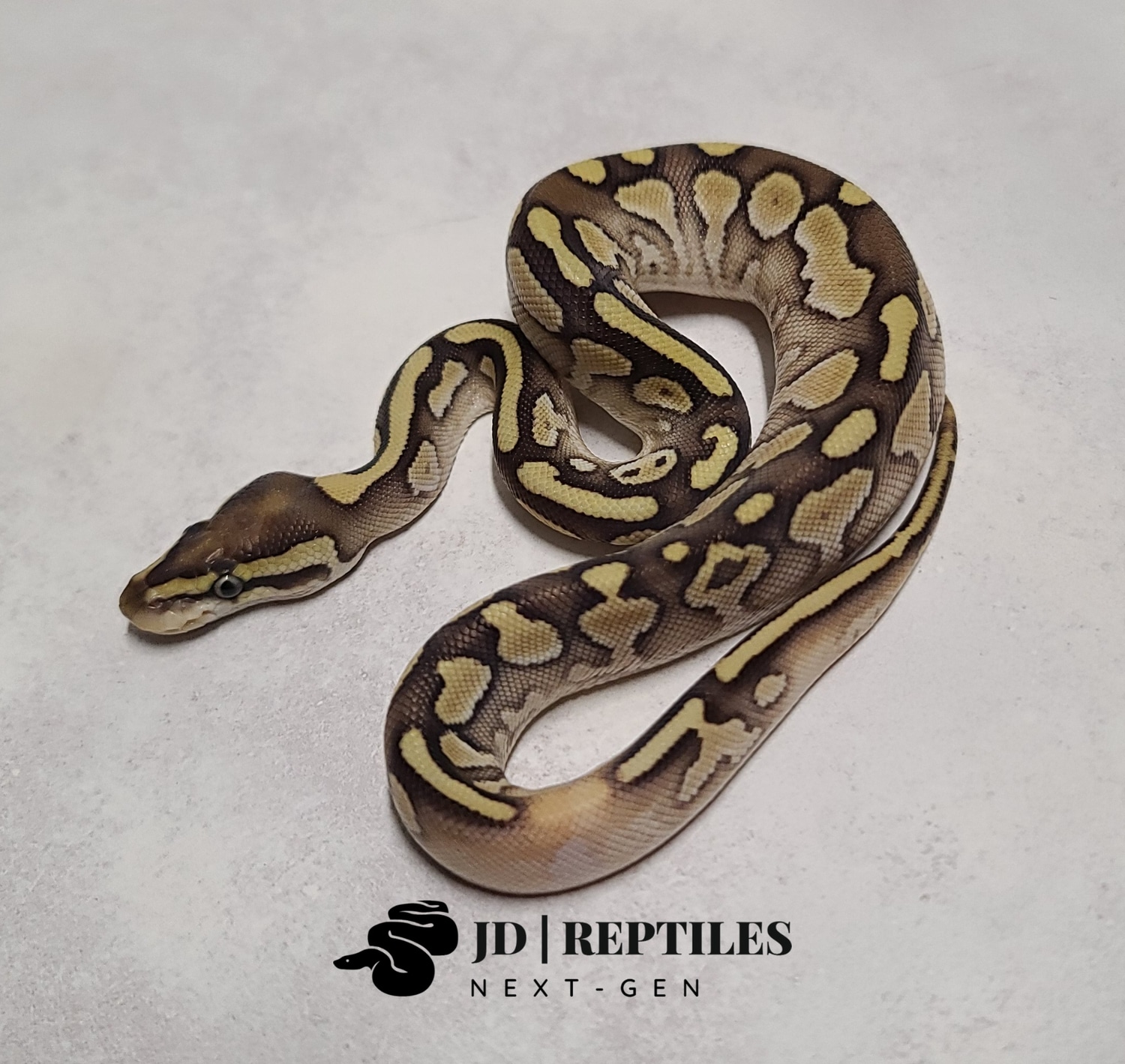 Lesser 66% Double Het Clown Pied Ball Python by JD | Reptiles Next-Gen - MorphMarket