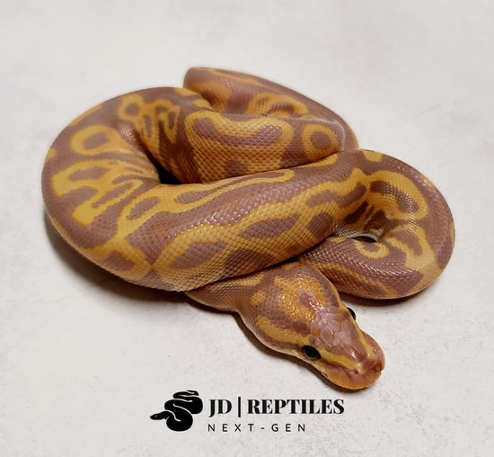 Banana Leopard Het Clown 50%Het Albino Ball Python by JD | Reptiles ...