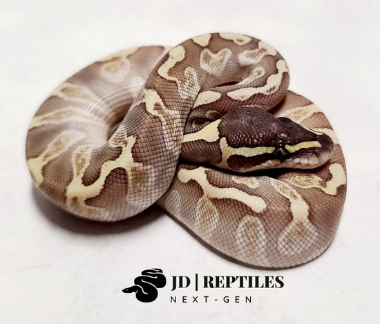 GHI Butter Enchi Ball Python by JD | Reptiles Next-Gen