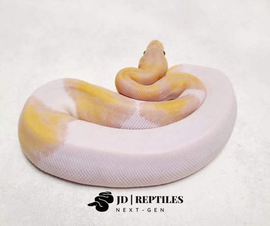 Banana Pinstripe Pied (Chocolate) Ball Python by JD | Reptiles Next-Gen