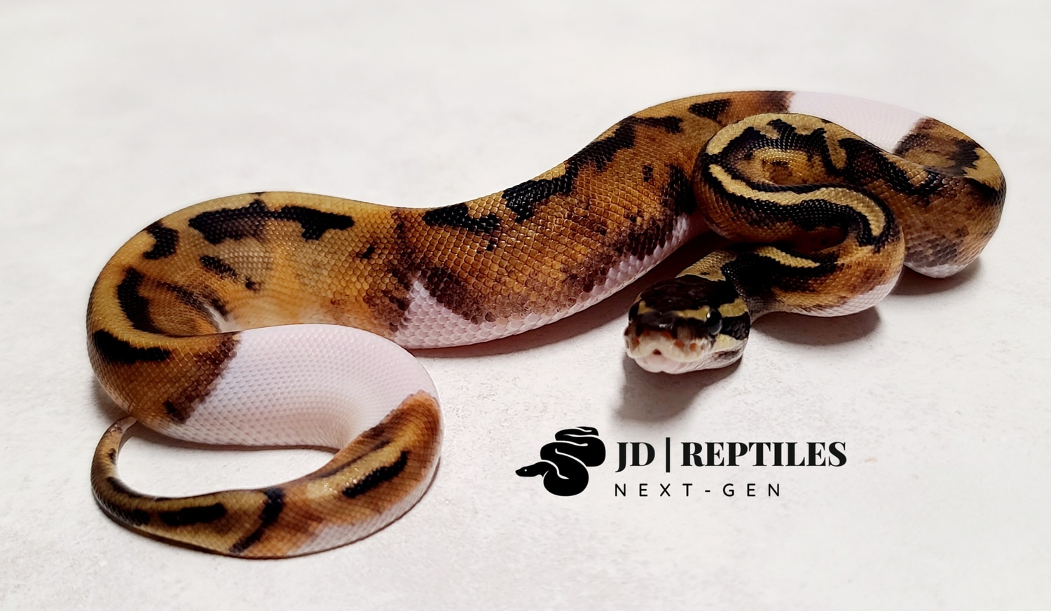 Pied Ball Python by JD | Reptiles Next-Gen - MorphMarket
