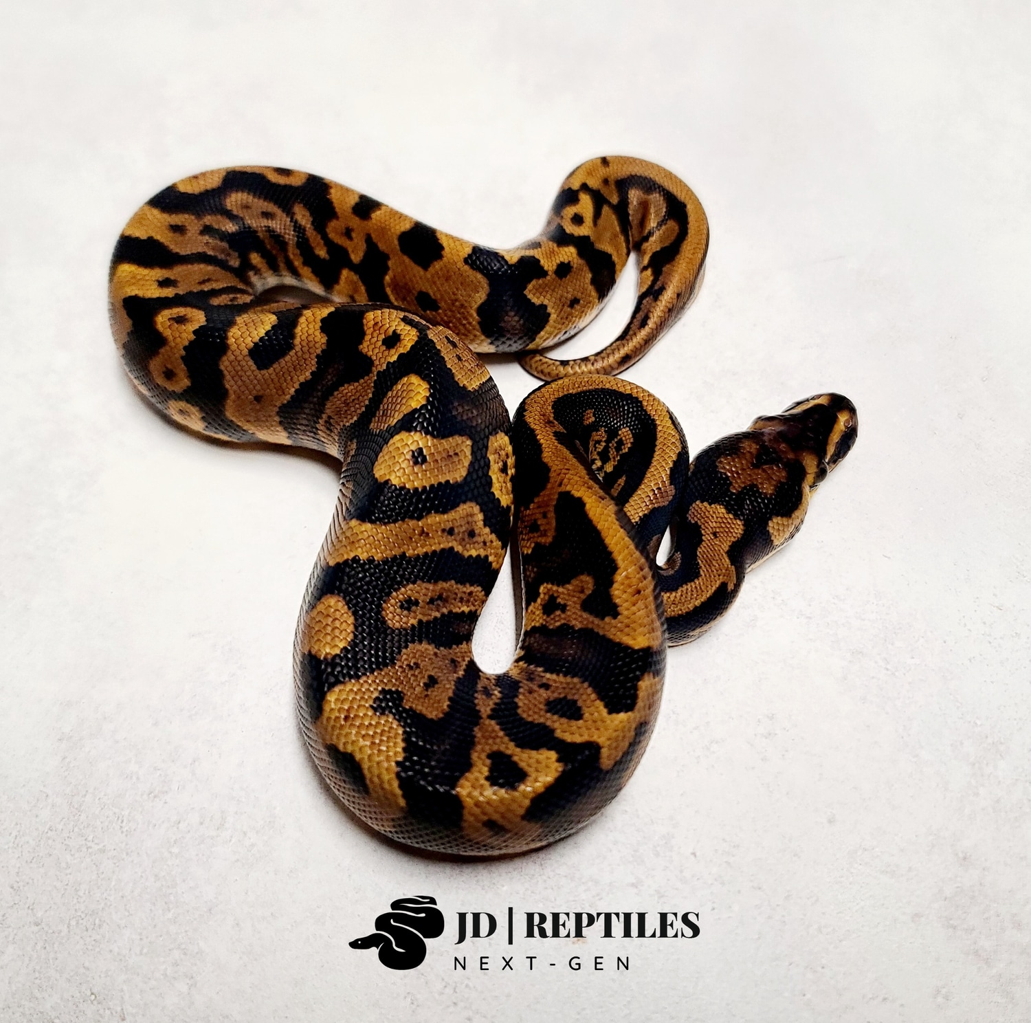 Confusion Yellowbelly Ball Python by JD | Reptiles Next-Gen - MorphMarket
