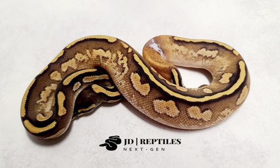 Calico Yellowbelly Mojave Ball Python by JD | Reptiles Next-Gen