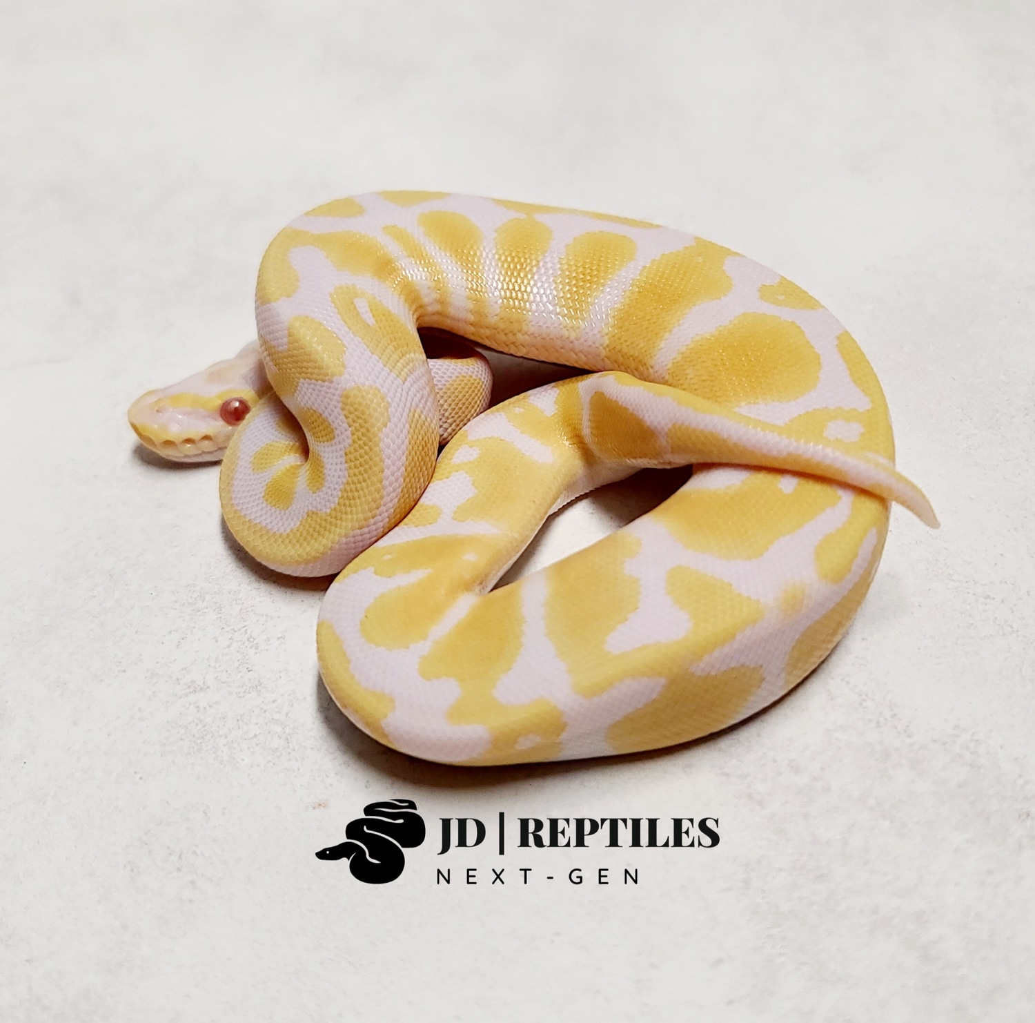 Candino/Albino Het Pied (Leopard) Ball Python by JD | Reptiles Next-Gen ...