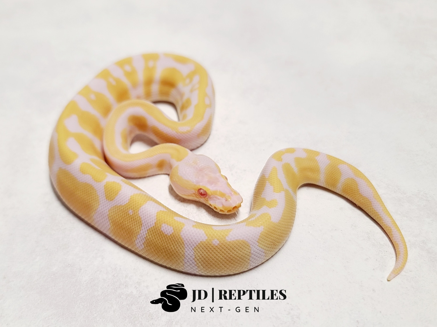 Candino/Albino Het Pied (Leopard) Ball Python by JD | Reptiles Next-Gen ...