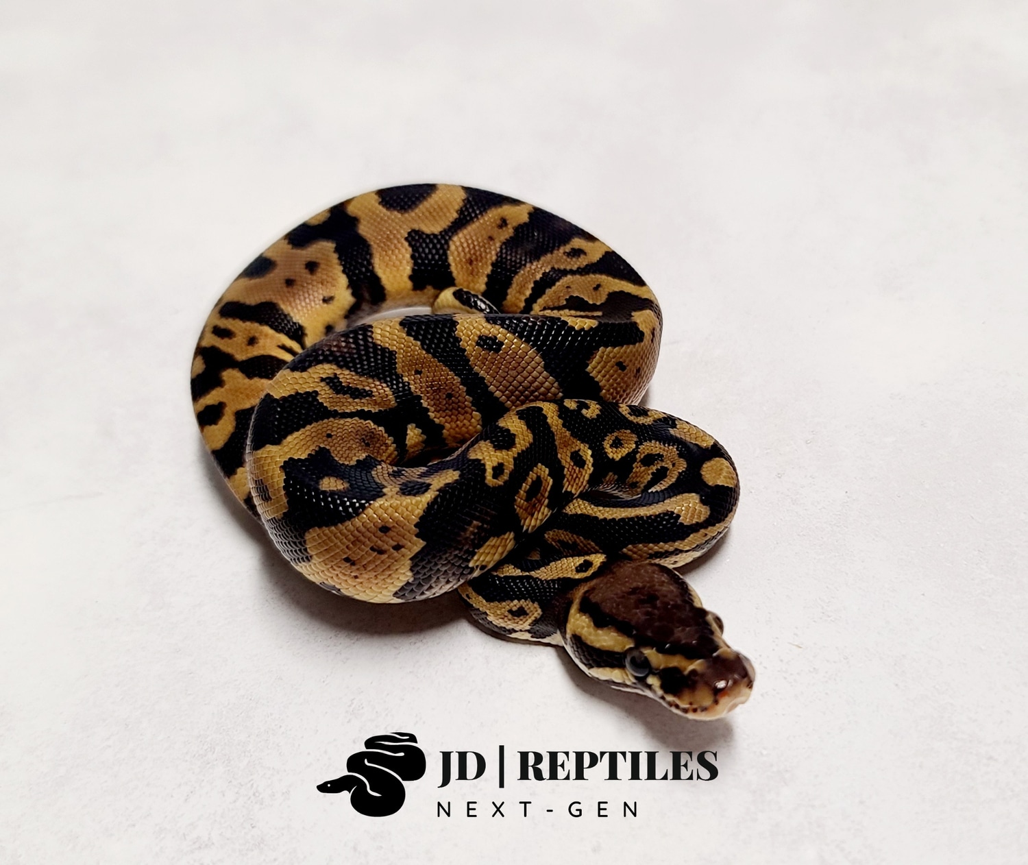 Pastel Confusion Ball Python by JD | Reptiles Next-Gen - MorphMarket