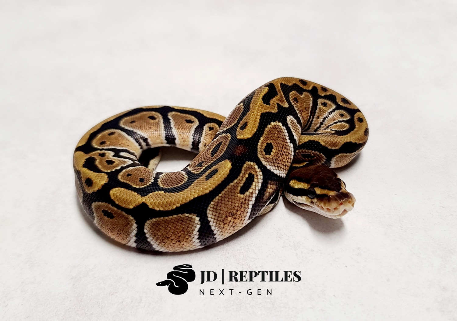 Cypress Ball Python by JD | Reptiles Next-Gen - MorphMarket