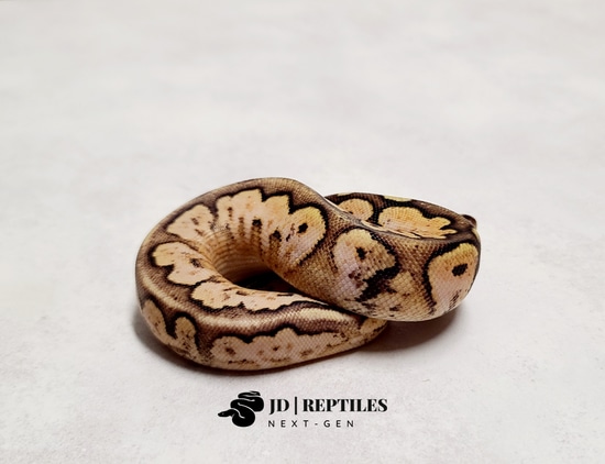 Pastel Yellowbelly Calico (Shatter) Ball Python by JD | Reptiles Next-Gen
