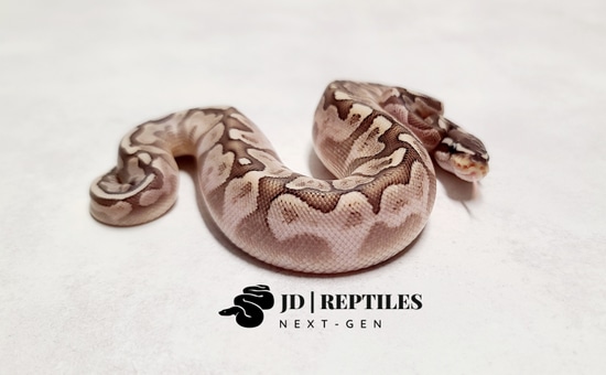 Bamboo Yellowbelly Ball Python by JD | Reptiles Next-Gen