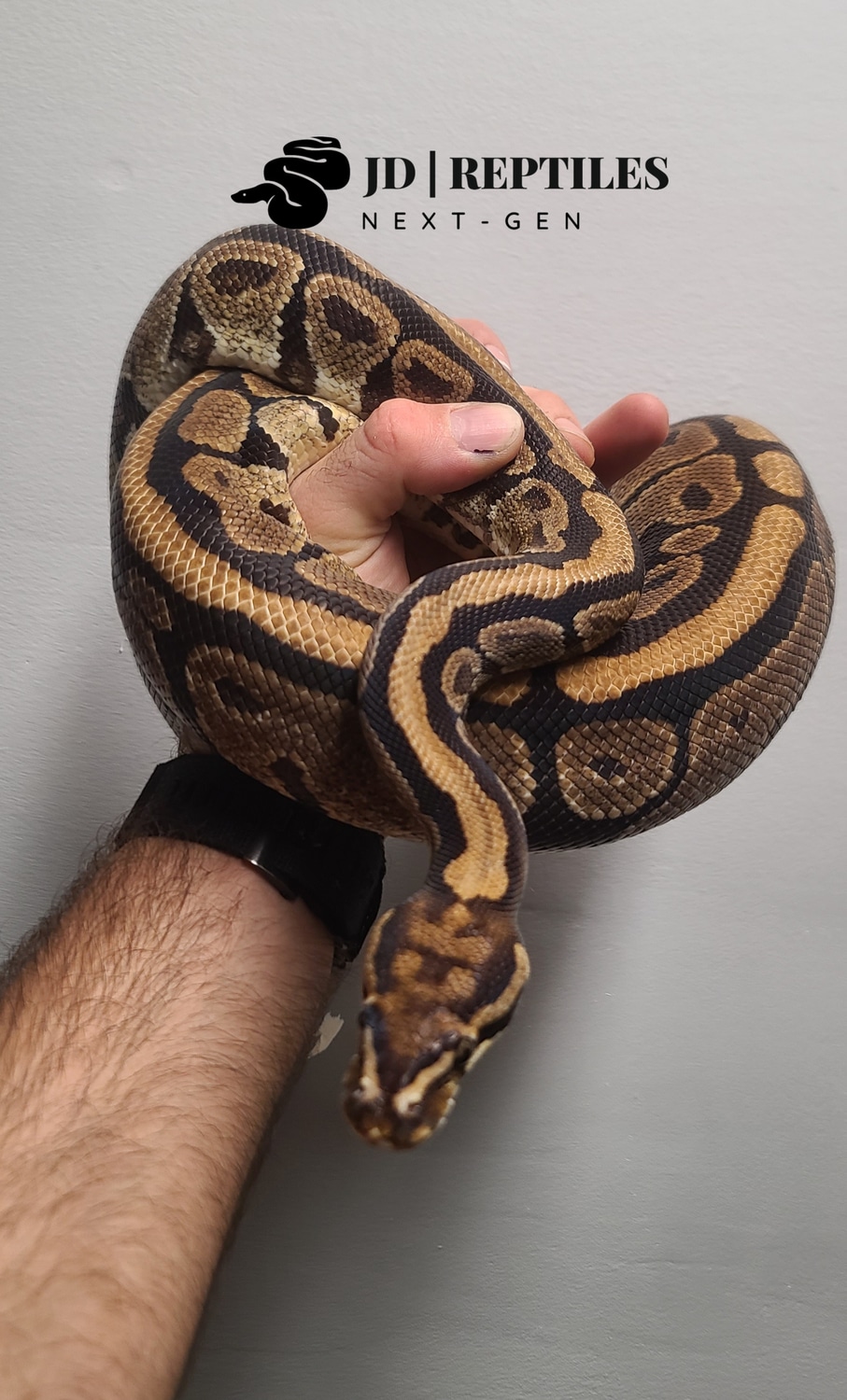 Spotnose Ball Python by JD | Reptiles Next-Gen - MorphMarket
