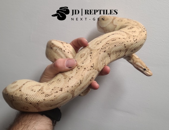 Banana Ball Python by JD | Reptiles Next-Gen