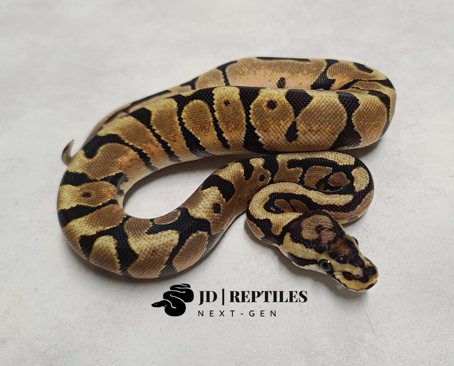 Enchi Spotnose 50% Het Clown Ball Python by JD | Reptiles Next-Gen ...