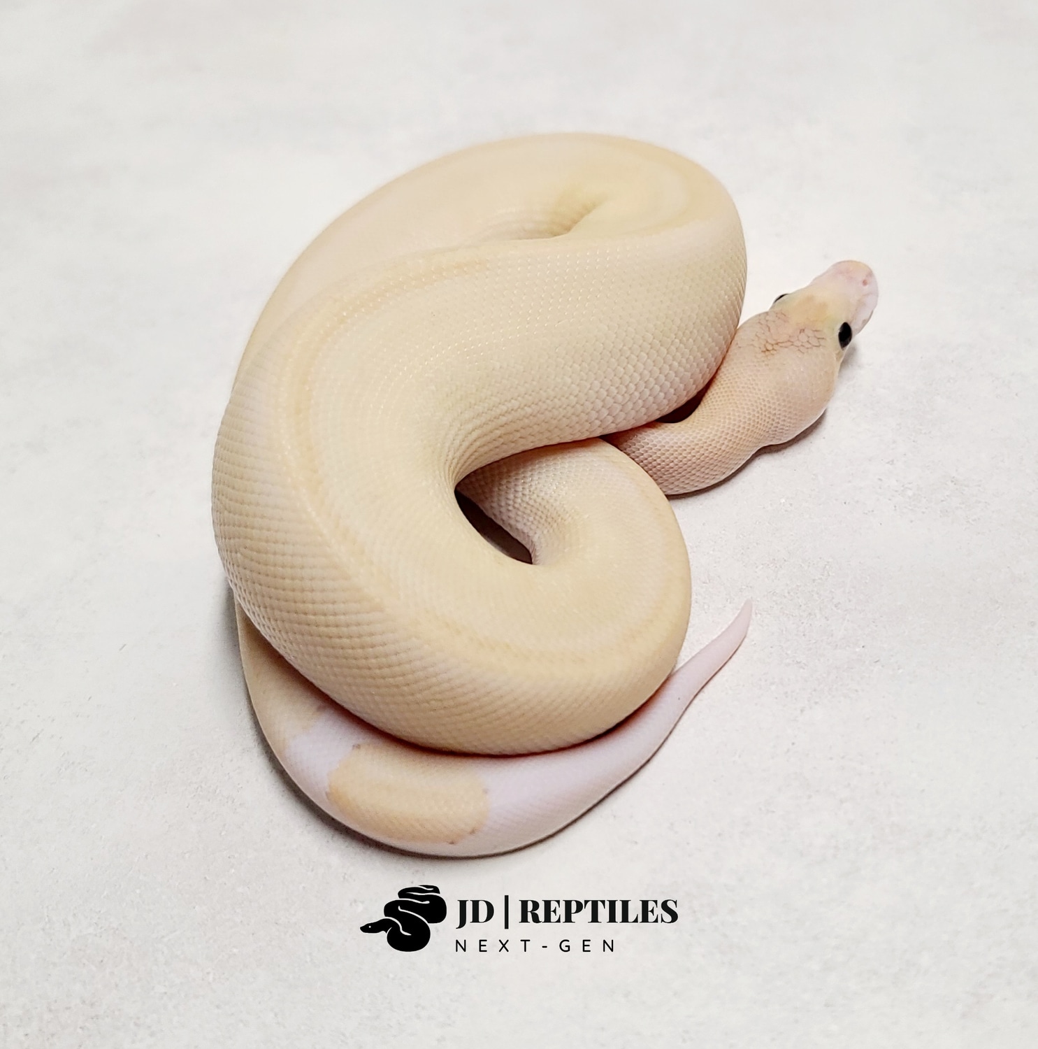 Champagne Lesser Orange Ghost Ball Python by JD | Reptiles Next-Gen ...