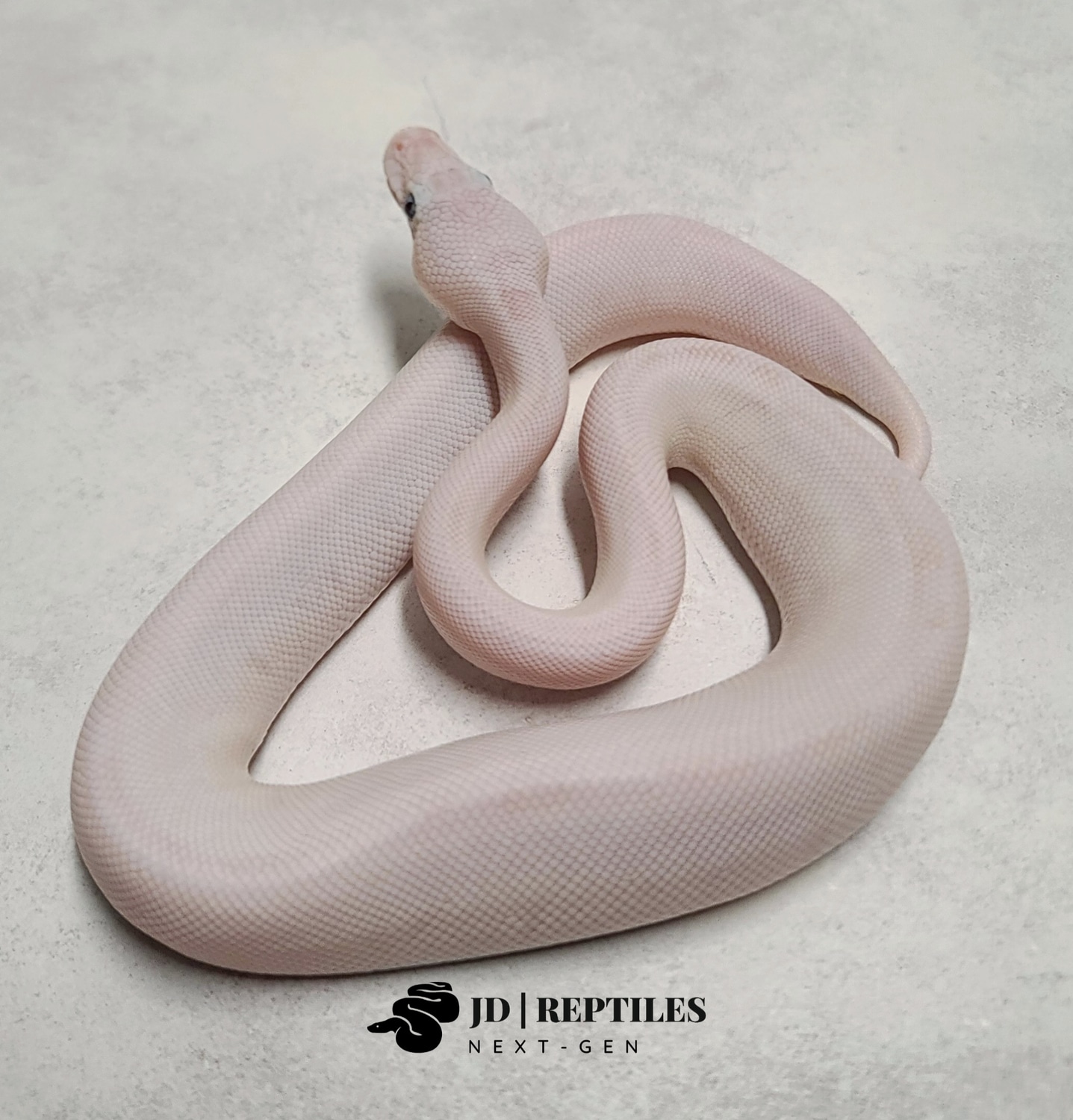 Bamboo Mojave Possible Black Pastel, Pinstripe Ball Python by JD ...