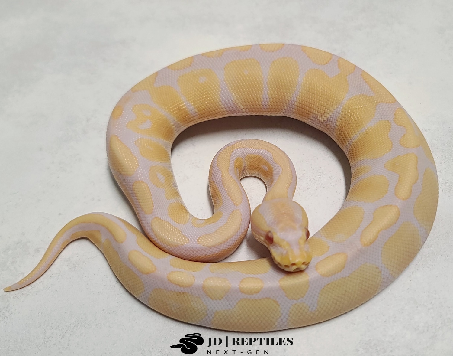 Candino Ball Python by JD | Reptiles Next-Gen - MorphMarket