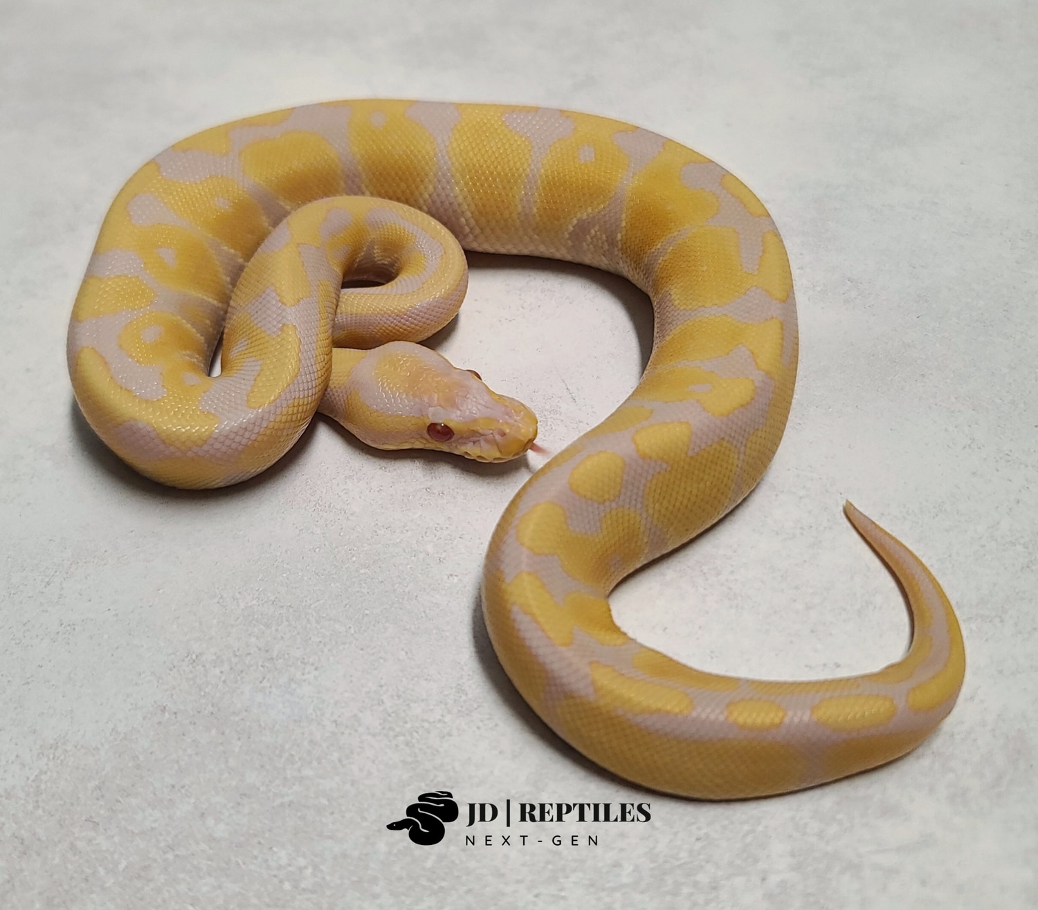 Candino Ball Python by JD | Reptiles Next-Gen - MorphMarket