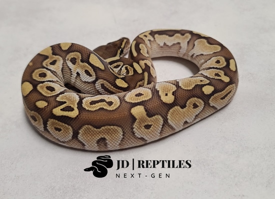 Wookie Butter Ball Python by JD | Reptiles Next-Gen