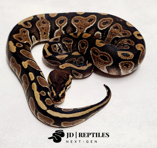 Wookie Ball Python by JD | Reptiles Next-Gen