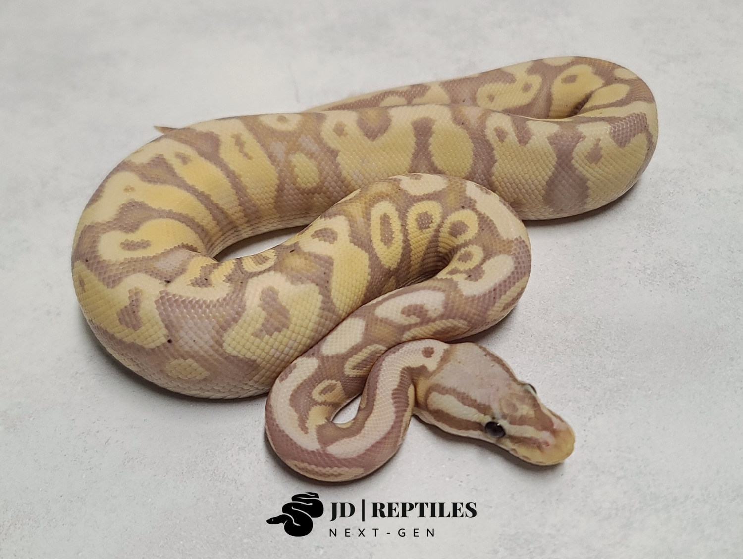 Pastel Banana Confusion Ball Python by JD | Reptiles Next-Gen - MorphMarket