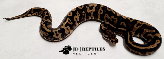 Confusion Yellowbelly Ball Python by JD | Reptiles Next-Gen