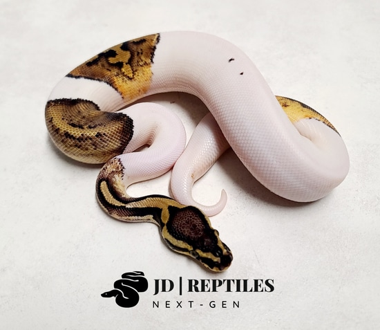 Pied Ball Python by JD | Reptiles Next-Gen