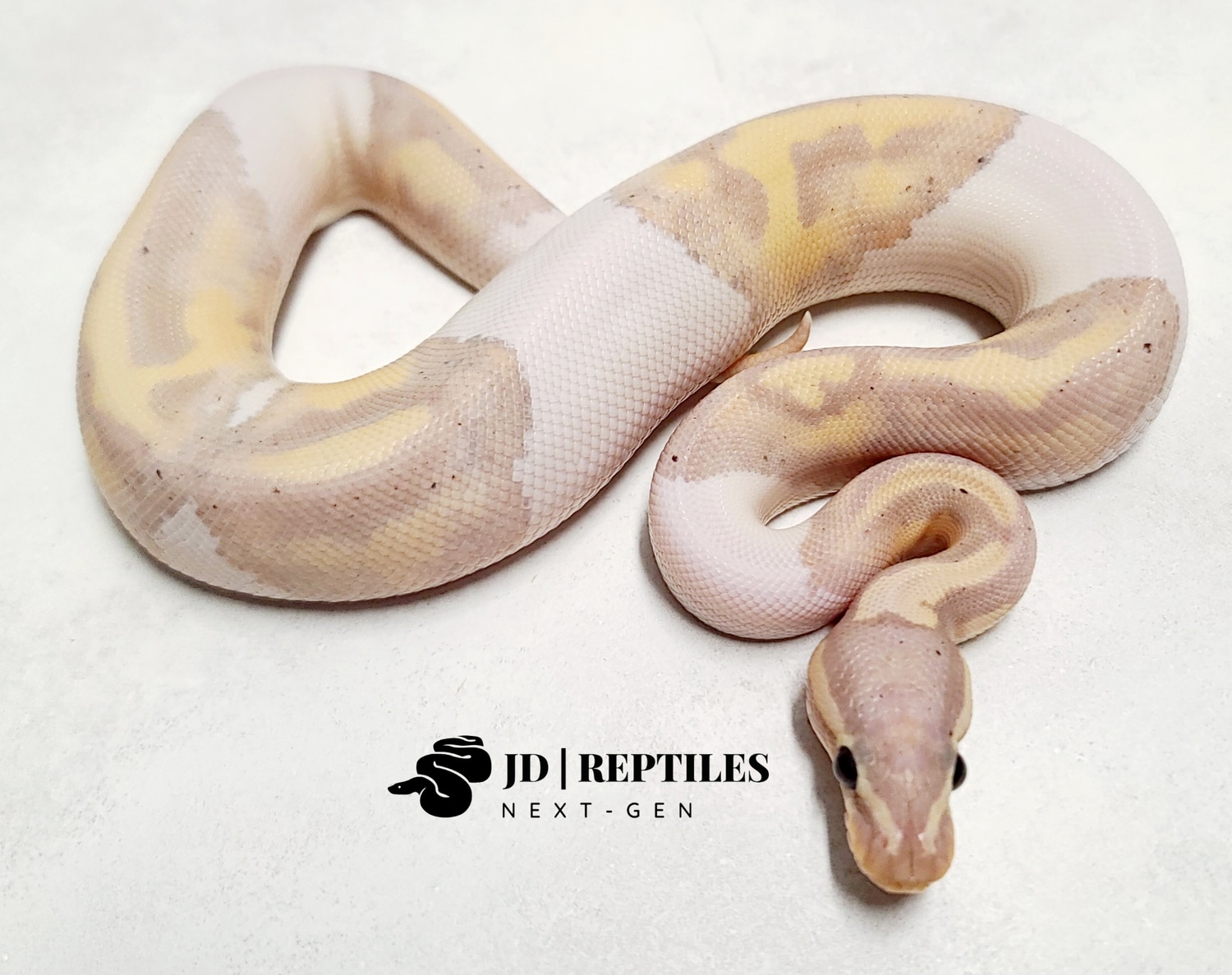 Banana Pied Possible Mahogany Ball Python by JD | Reptiles Next-Gen - MorphMarket