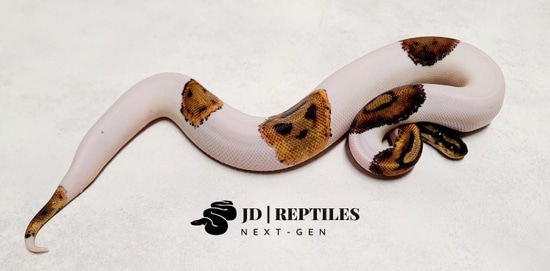 Pied Possible Mahogany Ball Python by JD | Reptiles Next-Gen