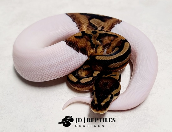 Pied Ball Python by JD | Reptiles Next-Gen