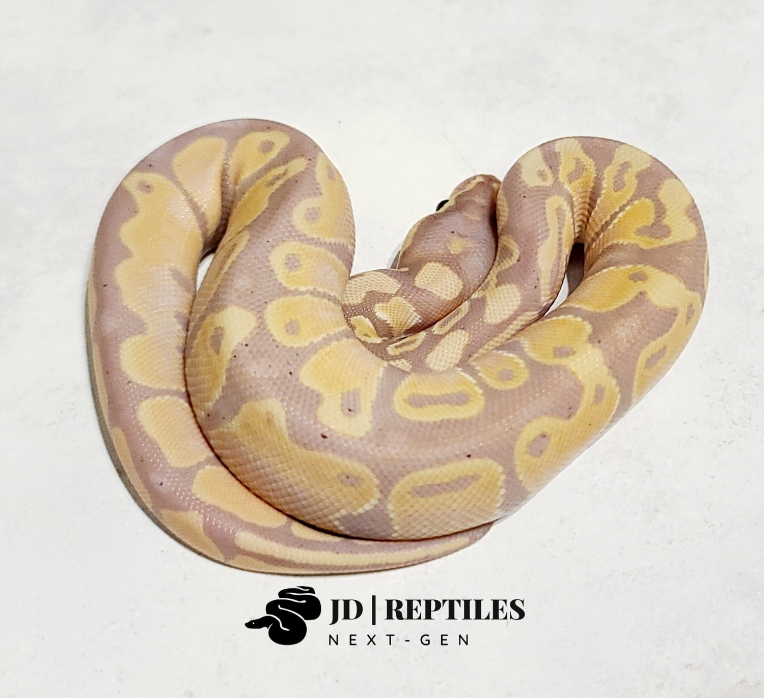 Yellowbelly Banana Het Pied Ball Python by JD | Reptiles Next-Gen ...