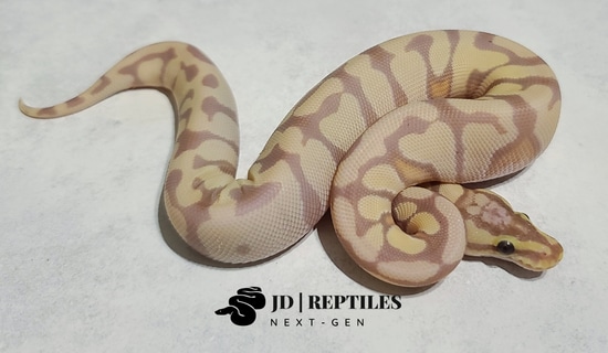 Pastel Banana Enchi Blade Het Clown 50% Het Albino Ball Python by JD ...
