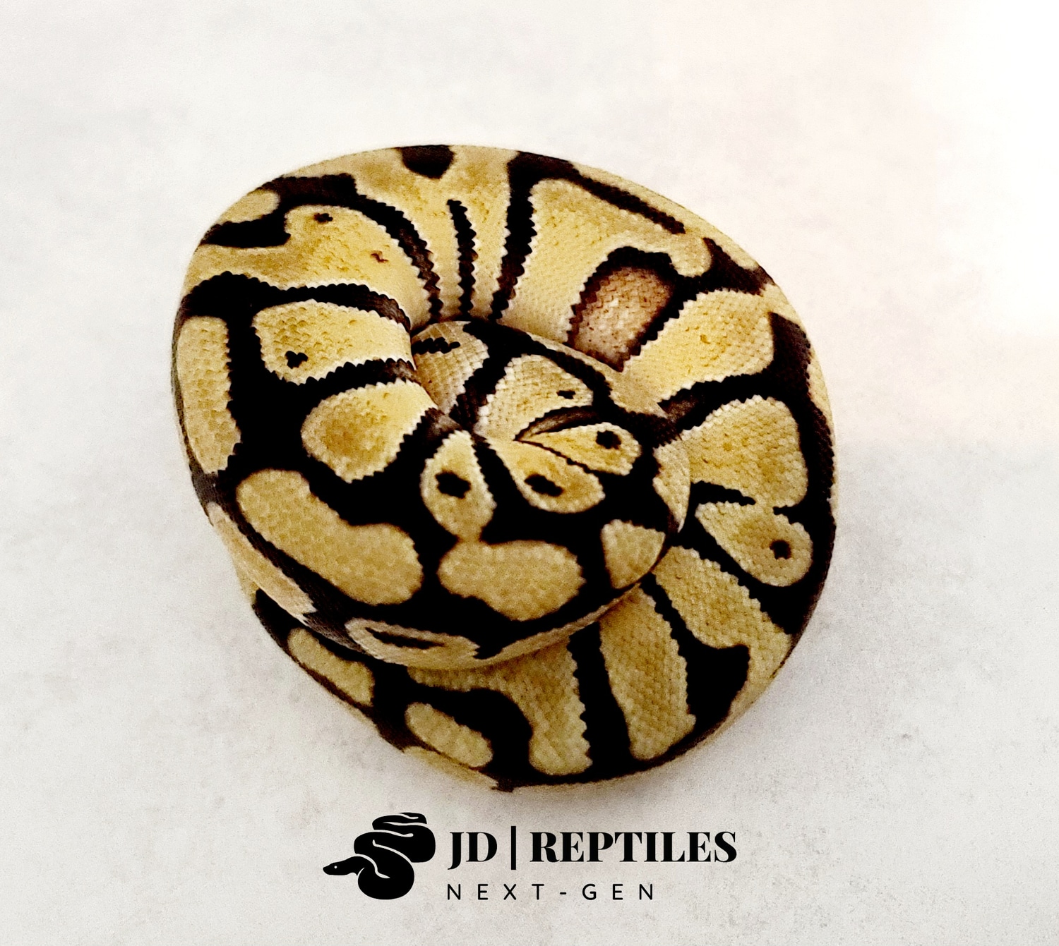 Pastel Enchi Blade Het Clown Ball Python by JD | Reptiles Next-Gen ...
