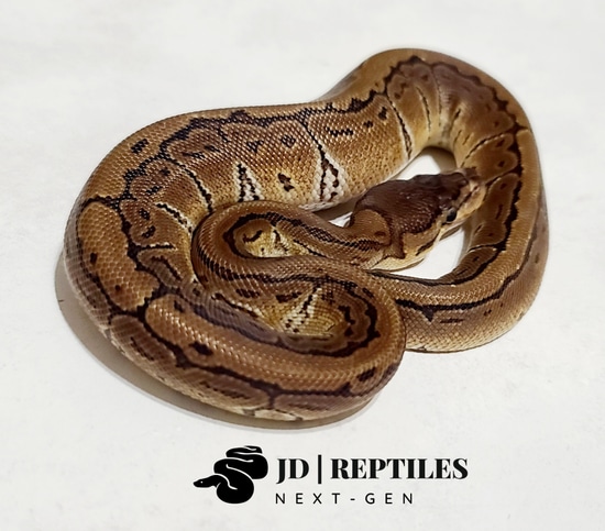 Pastel Pinstripe Het Clown Ball Python by JD | Reptiles Next-Gen