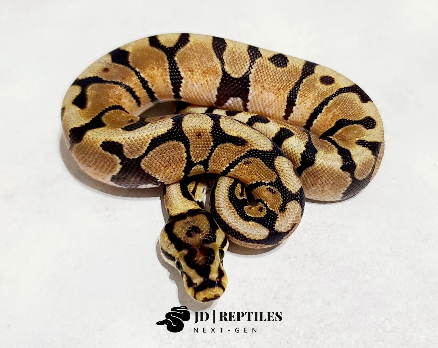 Enchi Spotnose Het Clown Ball Python by JD | Reptiles Next-Gen ...