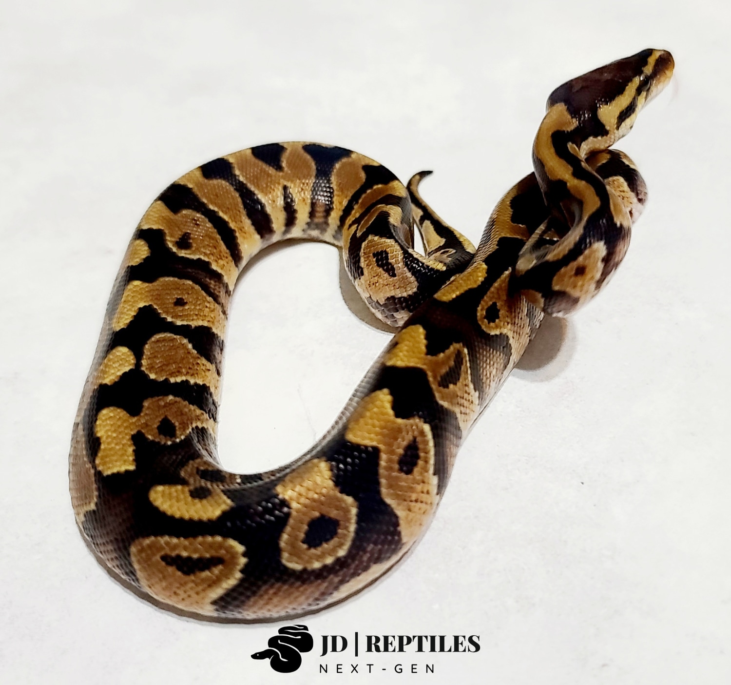 Yb/Specter Het Clown Ball Python by JD | Reptiles Next-Gen - MorphMarket