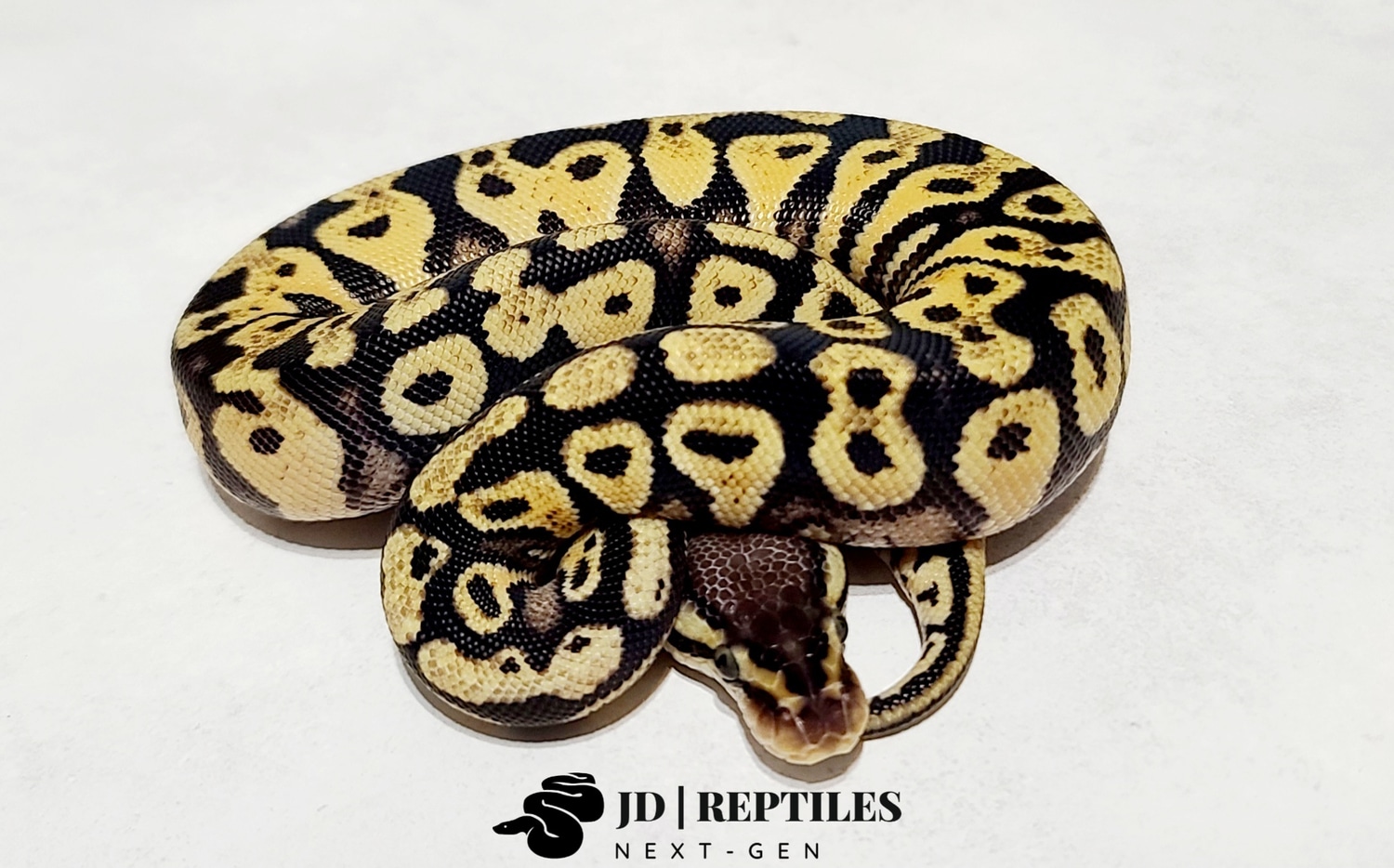 Firefly Yb/Specter Het Clown Ball Python by JD | Reptiles Next-Gen ...
