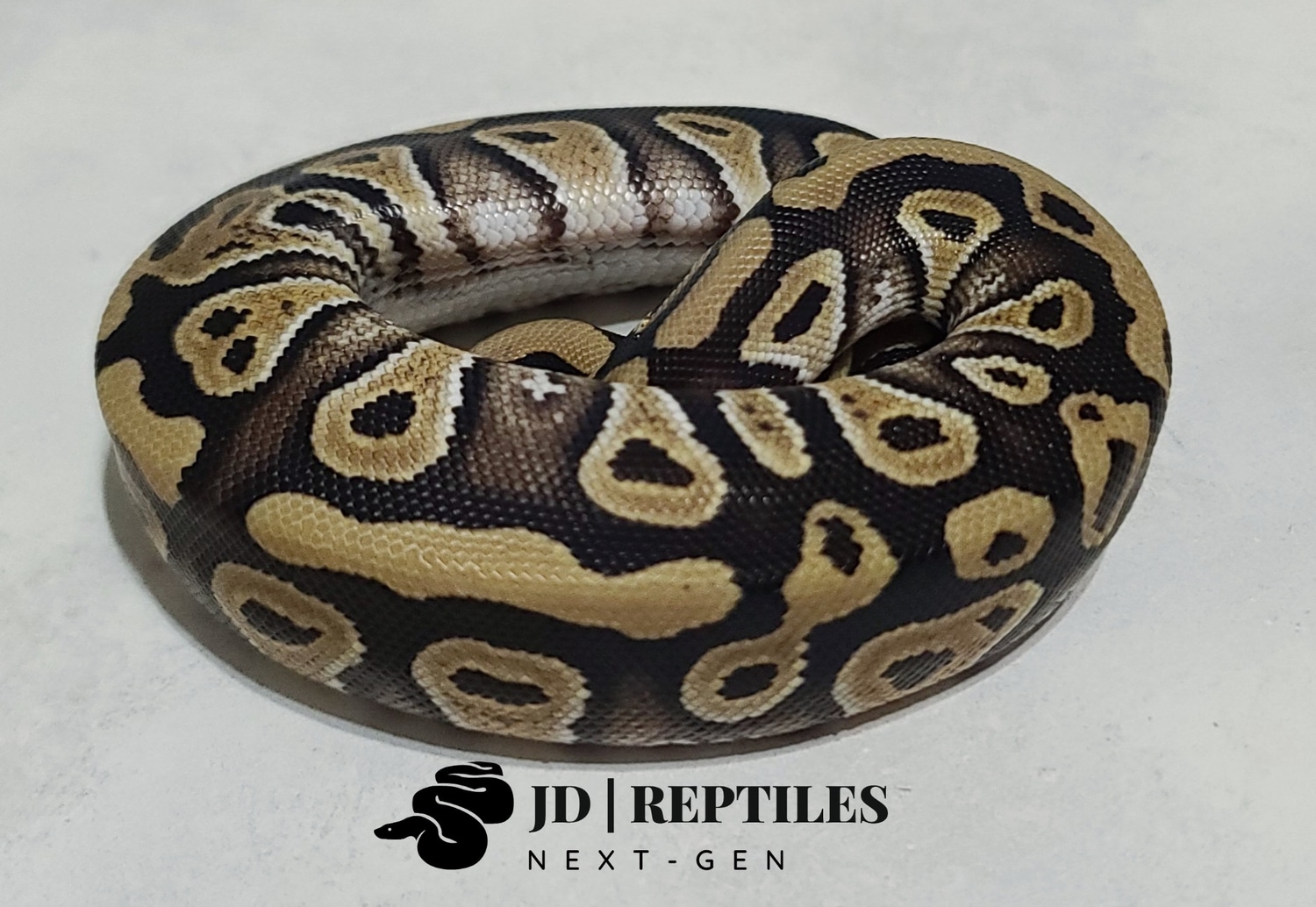 Phantom Het Clown Ball Python by JD | Reptiles Next-Gen - MorphMarket